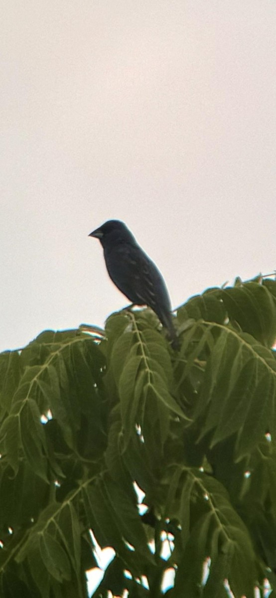 Pennsylvania Bird Atlas Checklist - 5 Jul 2024 - Bobb Rd, Middleburg US ...