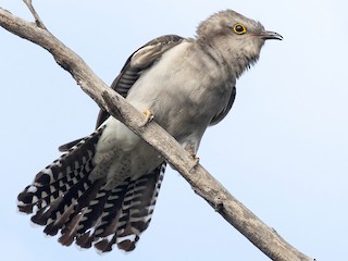 Pallid Cuckoo - eBird