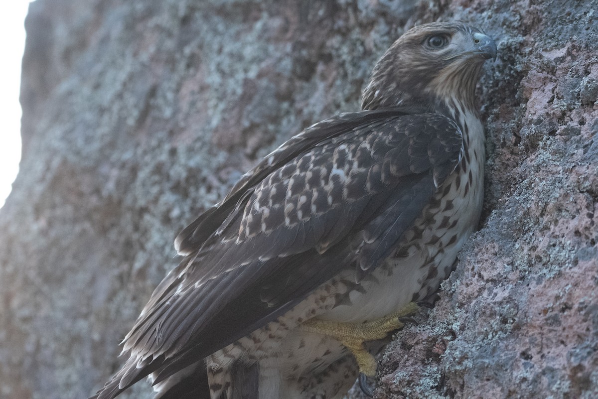 eBird Checklist - 5 Jul 2024 - Ramanote Canyon - 30 species