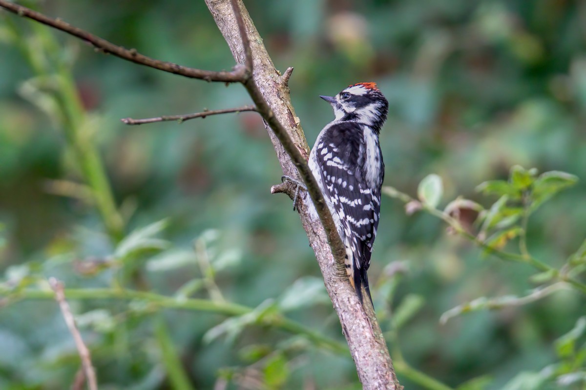 Pennsylvania Bird Atlas Checklist - 5 Jul 2024 - Hickory Grove - 35 species