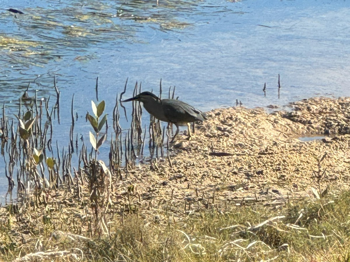 eBird Checklist - 28 Jun 2024 - Nambucca River Entrance - 1 species