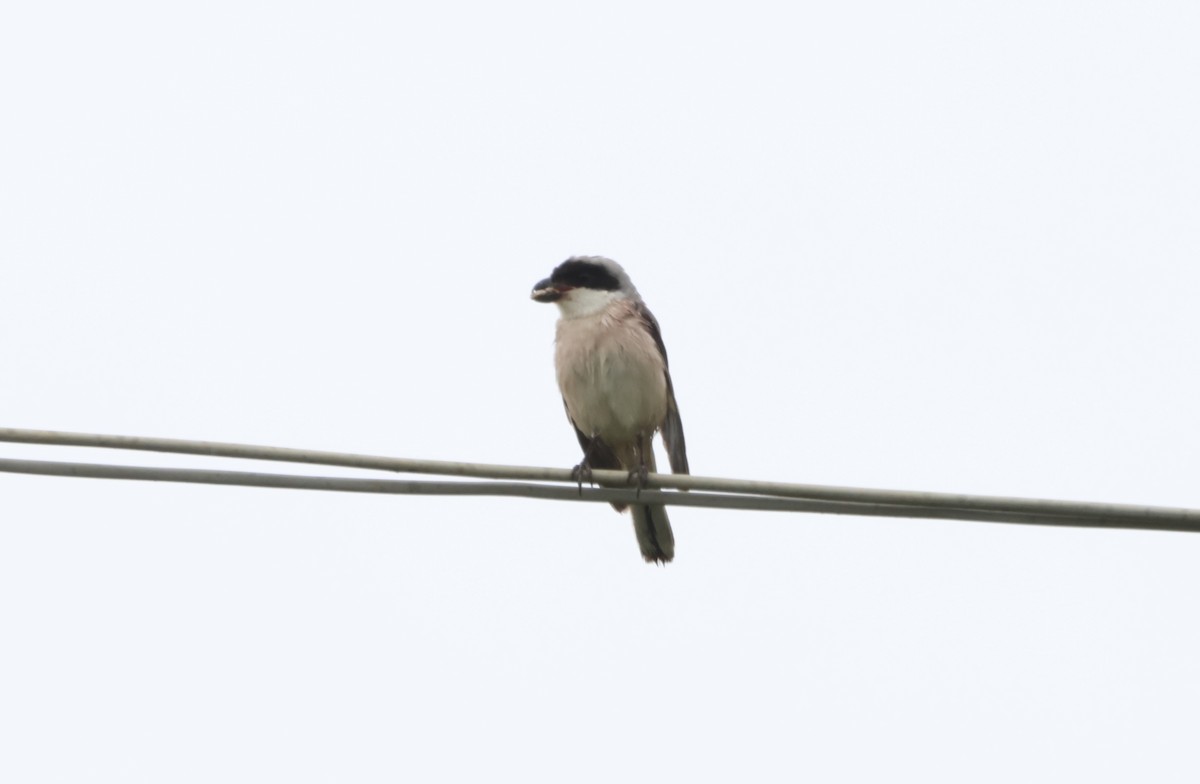 eBird Checklist - 3 Jul 2024 - 114 Strada dei due Ponti, Busseto ...