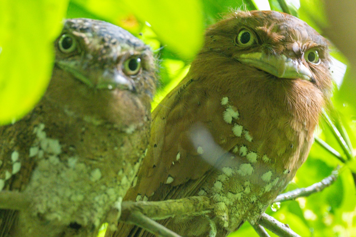 eBird Checklist - 5 Jul 2024 - Thattekad Bird Sanctuary--Urulanthanni ...