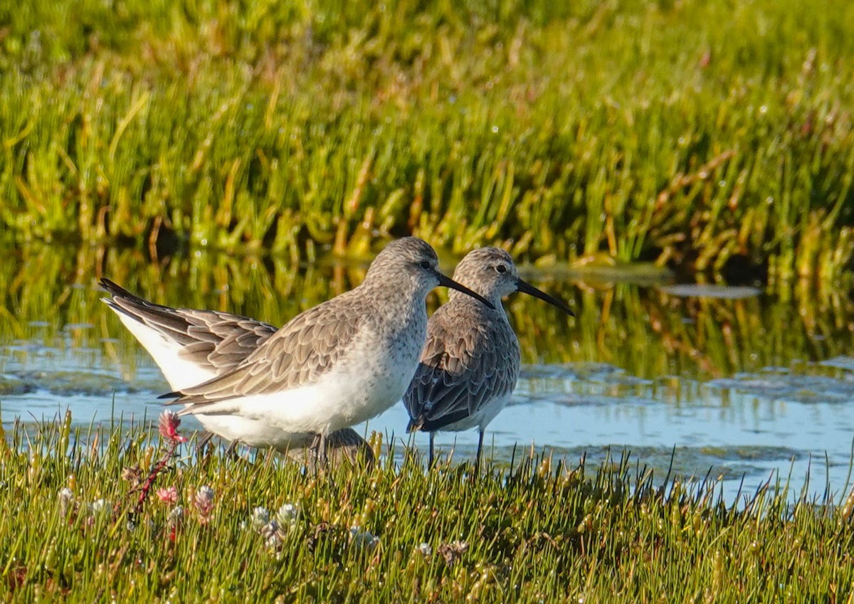 eBird Checklist - 17 Jul 2021 - West Coast NP--Geelbek hides vicinity ...