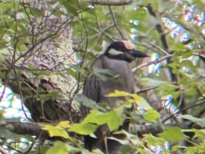 eBird Checklist - 6 Jul 2024 - Marblehead Neck Wildlife Sanctuary (Mass ...