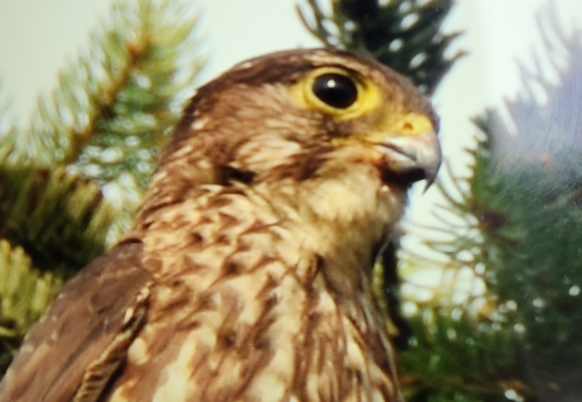 Pennsylvania Bird Atlas Checklist - 5 Jul 2024 - Hughestown, ( Home ...