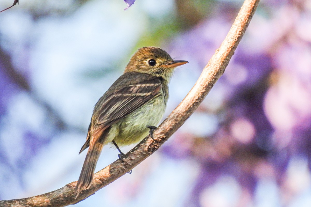 eBird Checklist - 6 Jul 2024 - CSU Channel Islands - 35 species