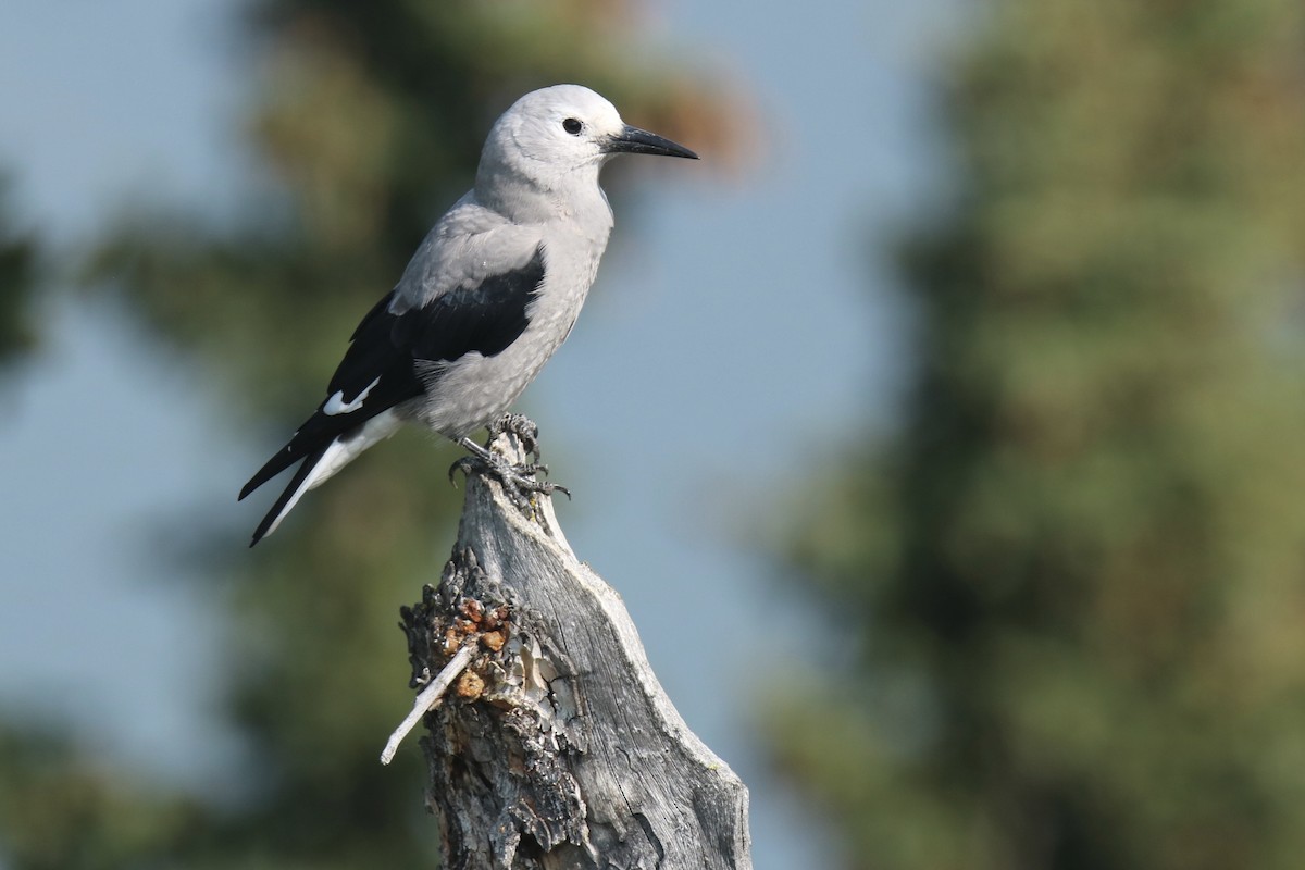 eBird Checklist - 16 Aug 2023 - Banff National Park--Sulphur Mountain ...