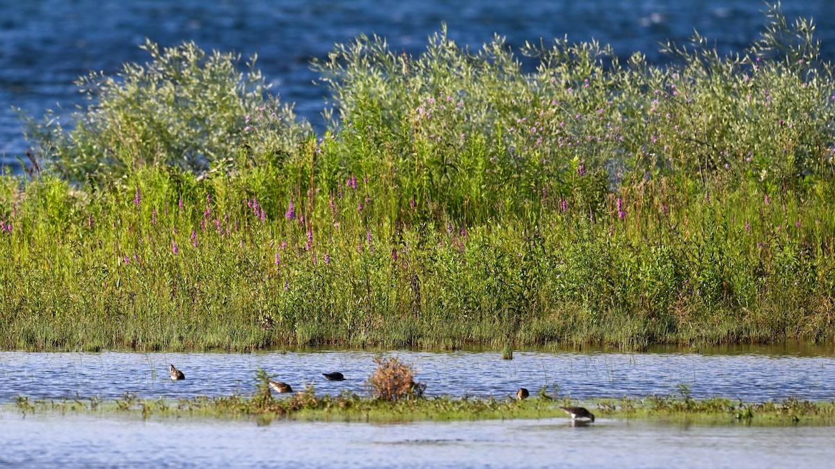 eBird Checklist - 6 Jul 2024 - Presque Isle SP--Gull Pt. - 49 species