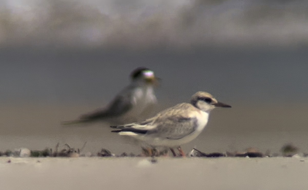 eBird Checklist - 6 Jul 2024 - Anastasia SP - 33 species