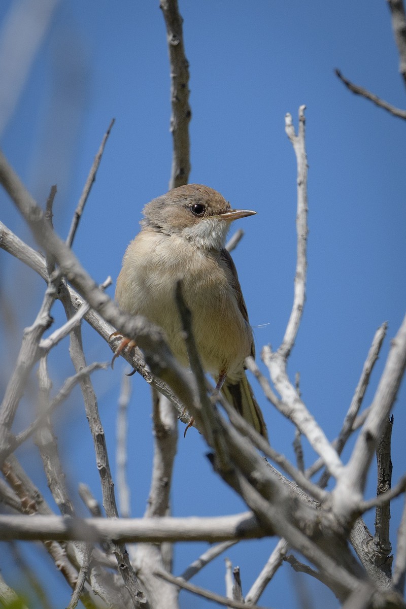eBird Checklist - 26 Jun 2024 - Prainha - 6 species