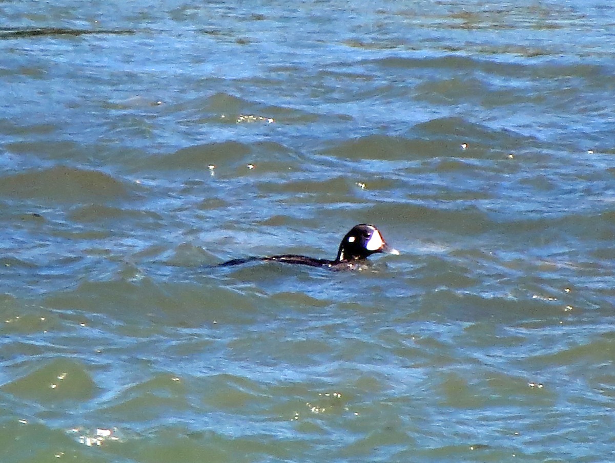 eBird Checklist - 6 Jul 2024 - Calgary--Carburn Park - 16 species