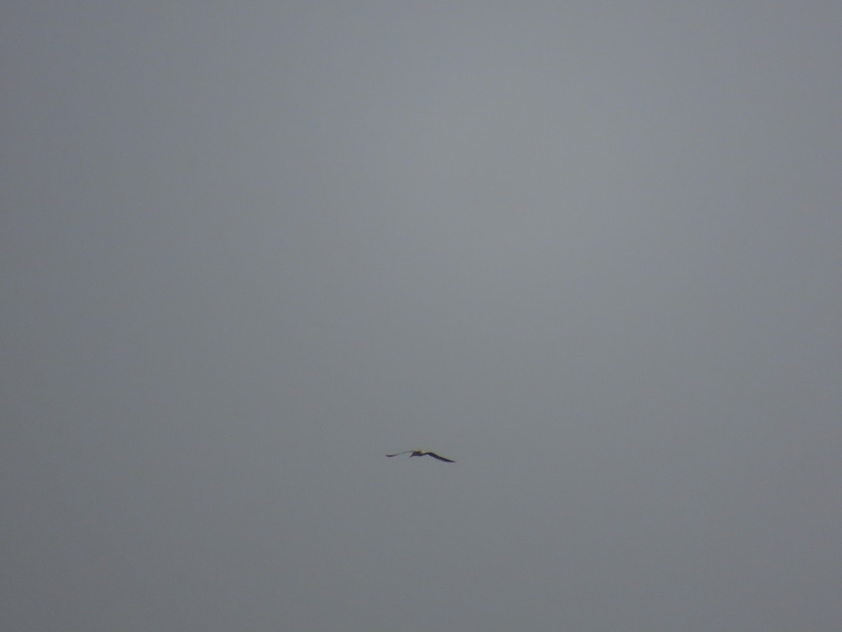 eBird Checklist - 6 Jul 2024 - Muizenberg Dam - 43 species