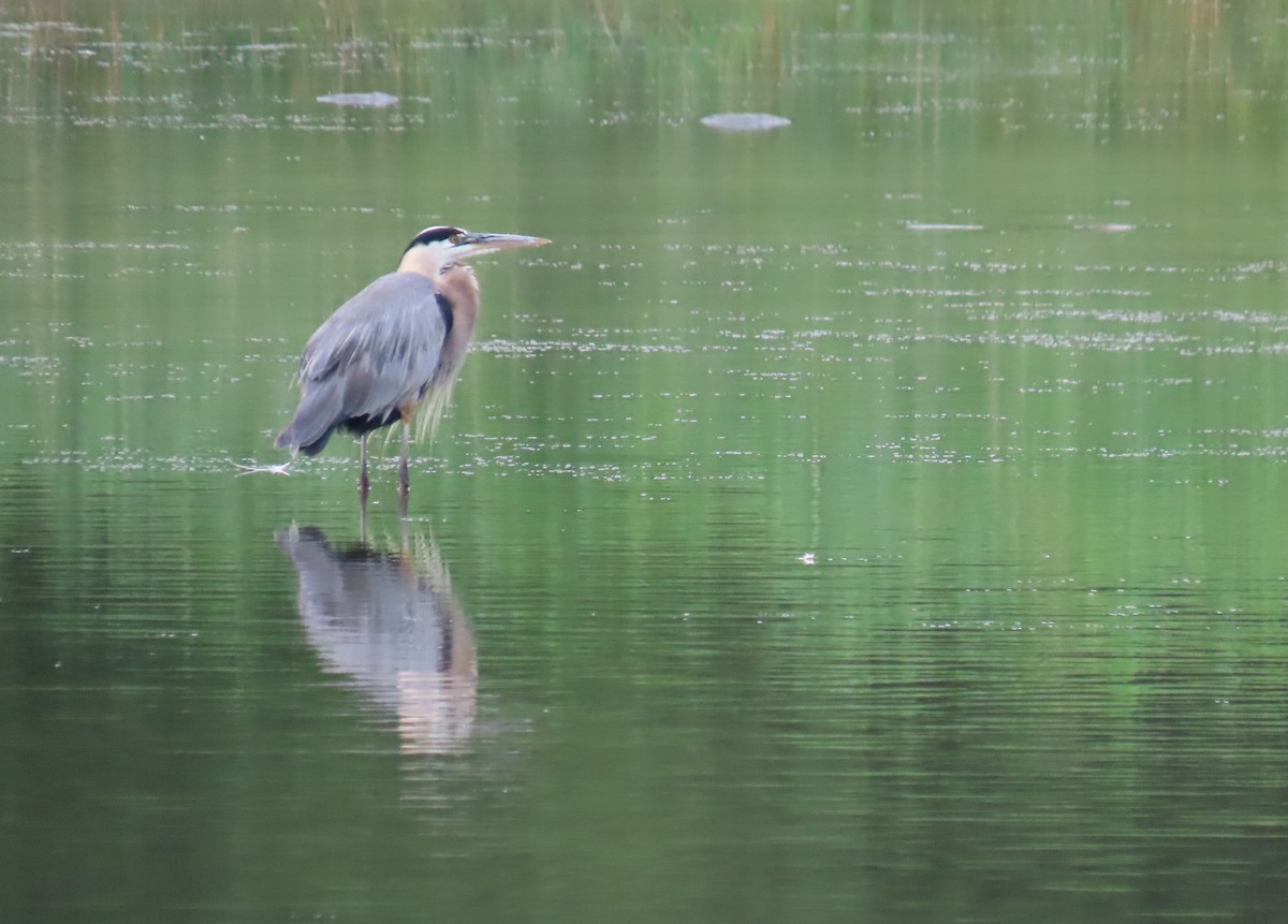 eBird Checklist - 6 Jul 2024 - Wallkill River NWR--Owens Station Rd. to ...