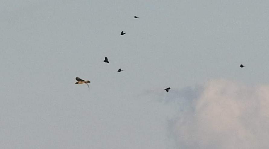 eBird Checklist - 6 Jul 2024 - FermiLab (DuPage Co.) - 50 species (+1 ...