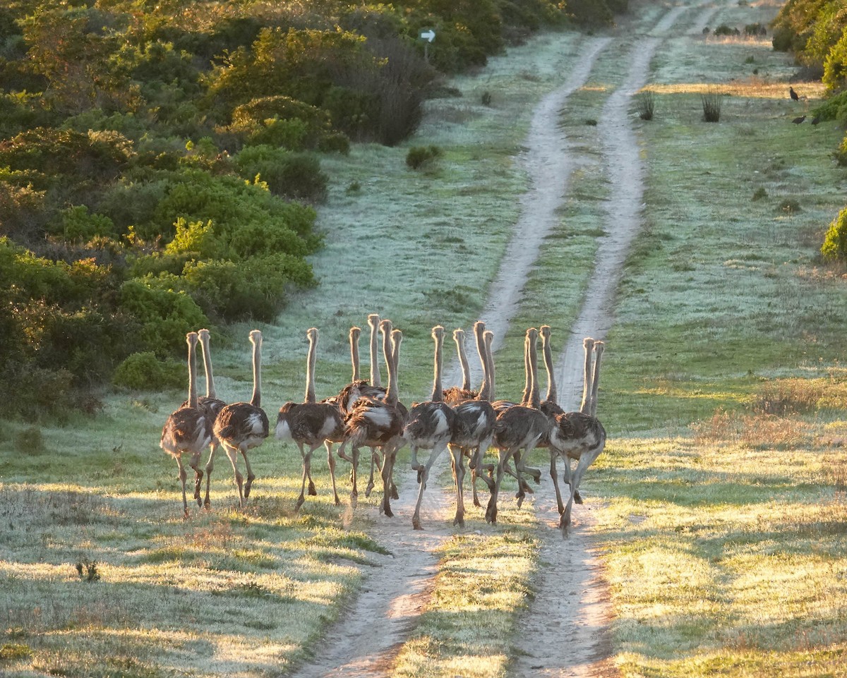 eBird Checklist - 19 Jul 2021 - West Coast NP--Geelbek Salt Pans - 16 ...