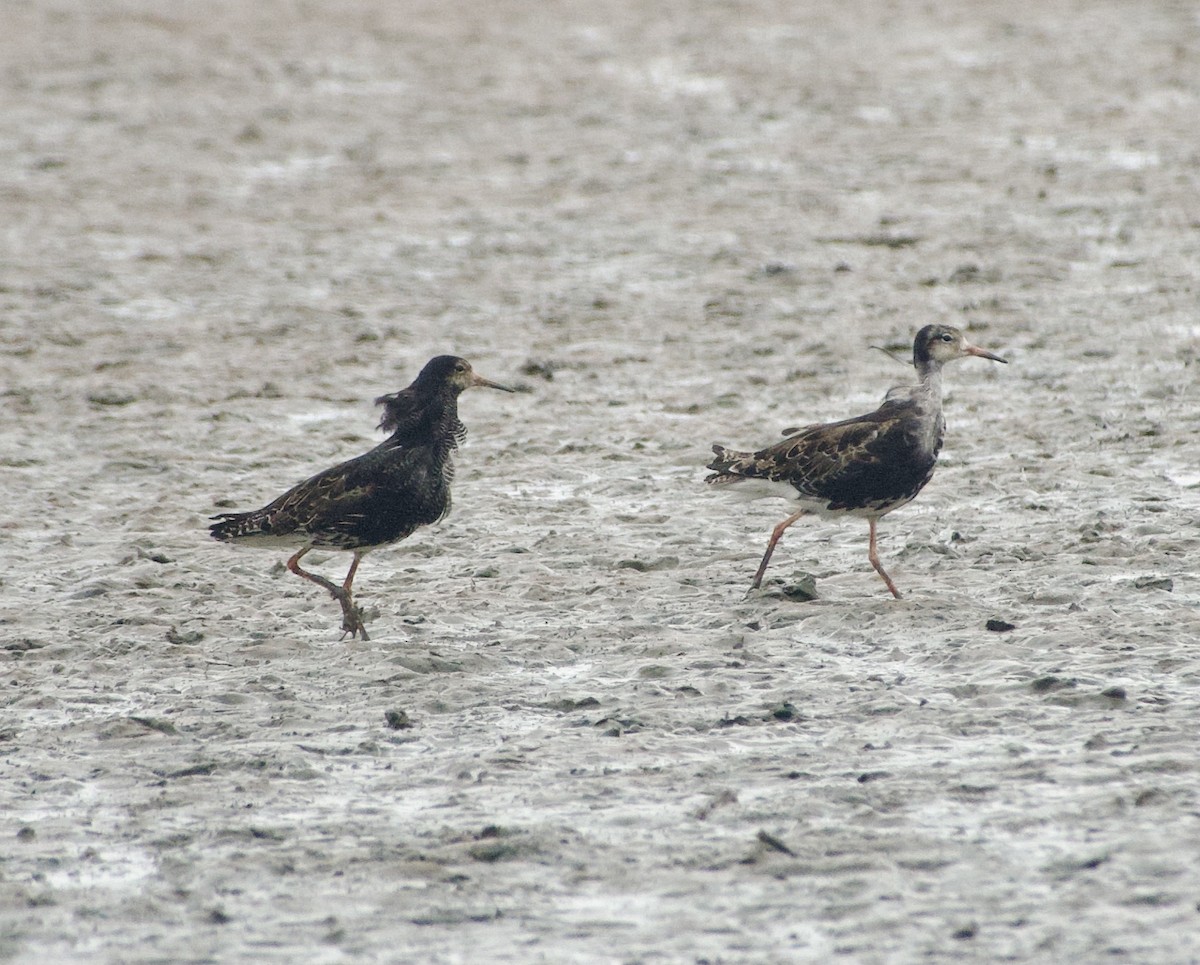 eBird Checklist - 3 Jul 2024 - WWT Slimbridge Wetland Centre - 14 species