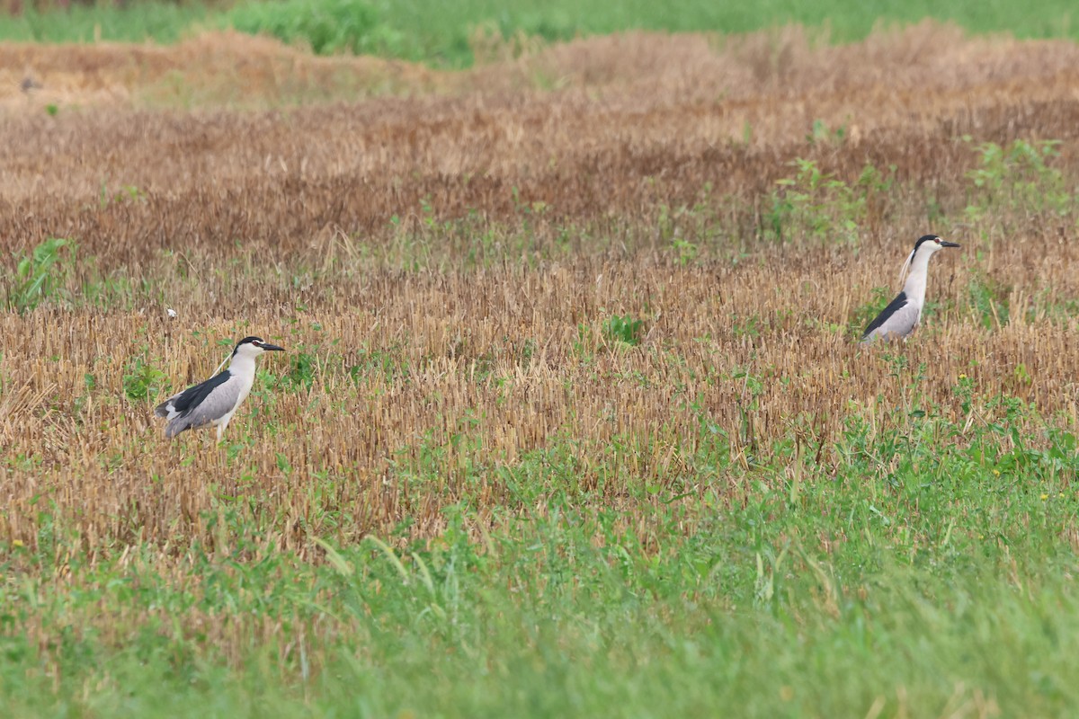 eBird Checklist - 3 Jul 2024 - Strada Rosa - 34 species