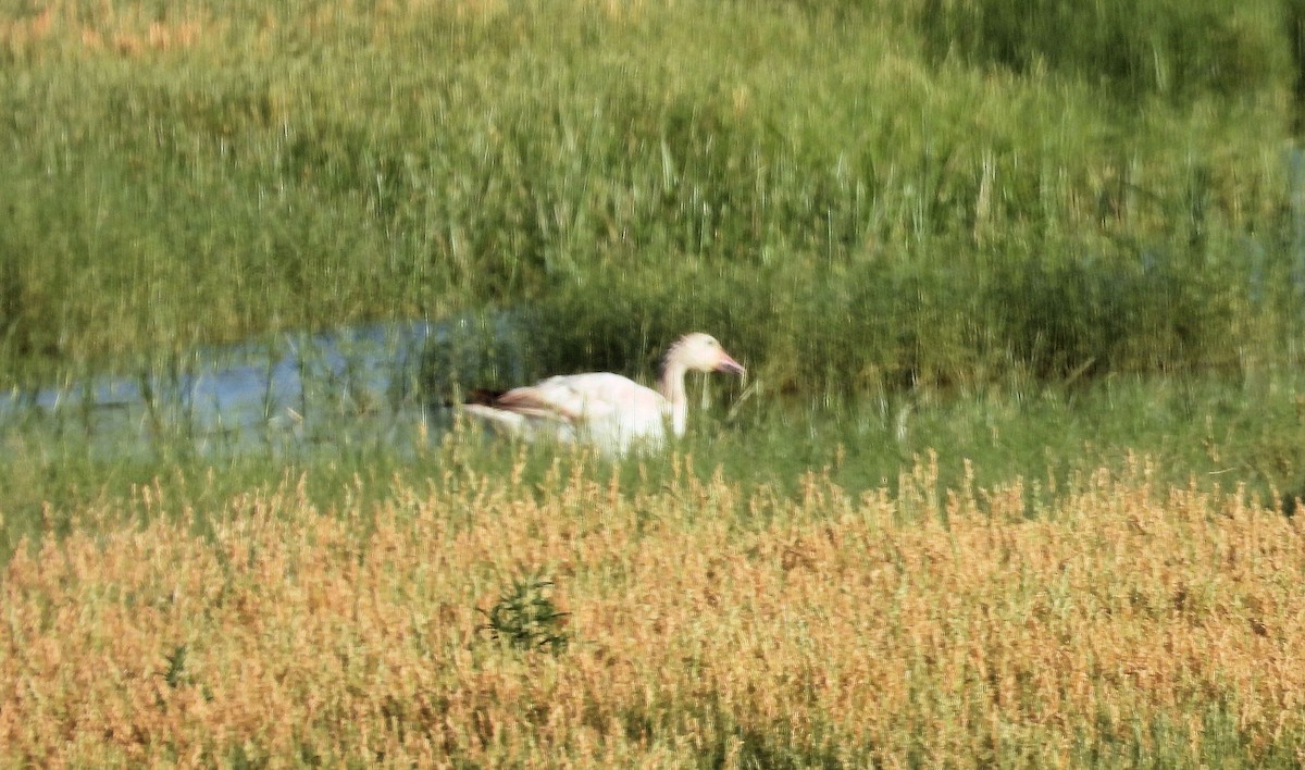 eBird Checklist - 7 Jul 2024 - Bitter Lake NWR - 34 species