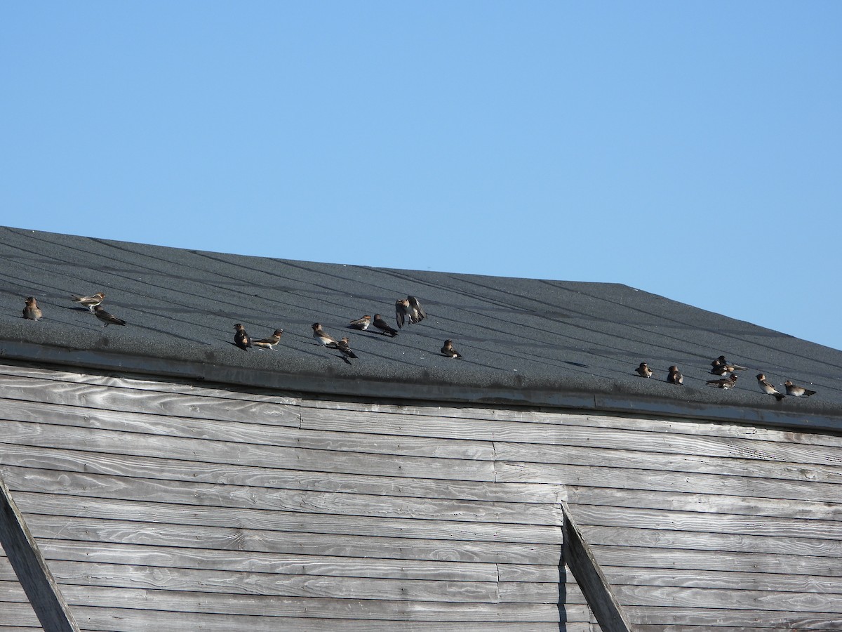 eBird Checklist - 7 Jul 2024 - Huffman Prairie Flying Field - 35 species