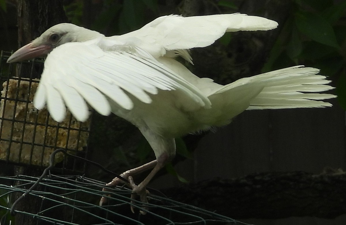 eBird Checklist - 7 Jul 2024 - Metairie - Casa Colibrí - 7 species