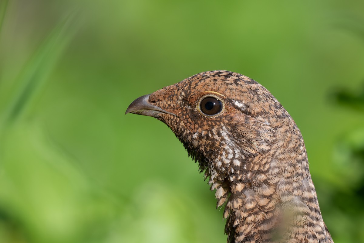 eBird Checklist - 7 Jul 2024 - Ketchikan--Dude Mountain Trail - 25 species