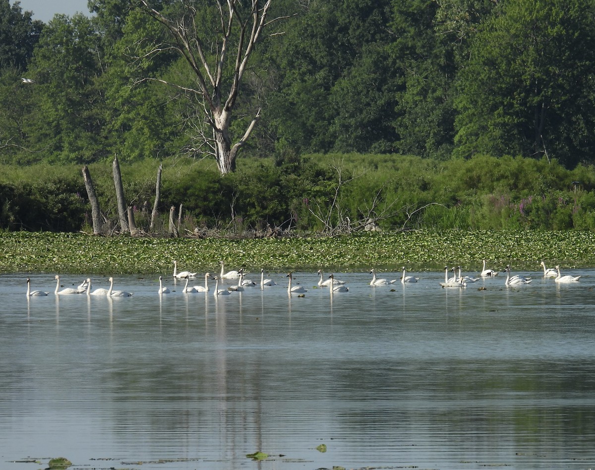 eBird Checklist - 7 Jul 2024 - Ottawa NWR--Walking Trail Pools - 55 species