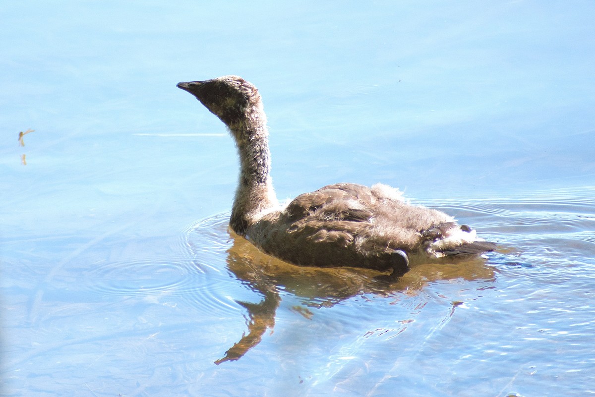 eBird Checklist - 6 Jul 2024 - Lake Craig, Spartanburg US-SC 34.87666 ...