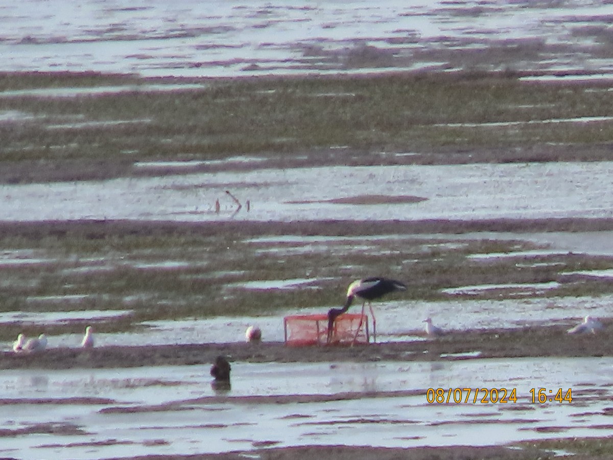 eBird Checklist - 8 Jul 2024 - Royal Harbour Cairns Esplanade. Birds ...