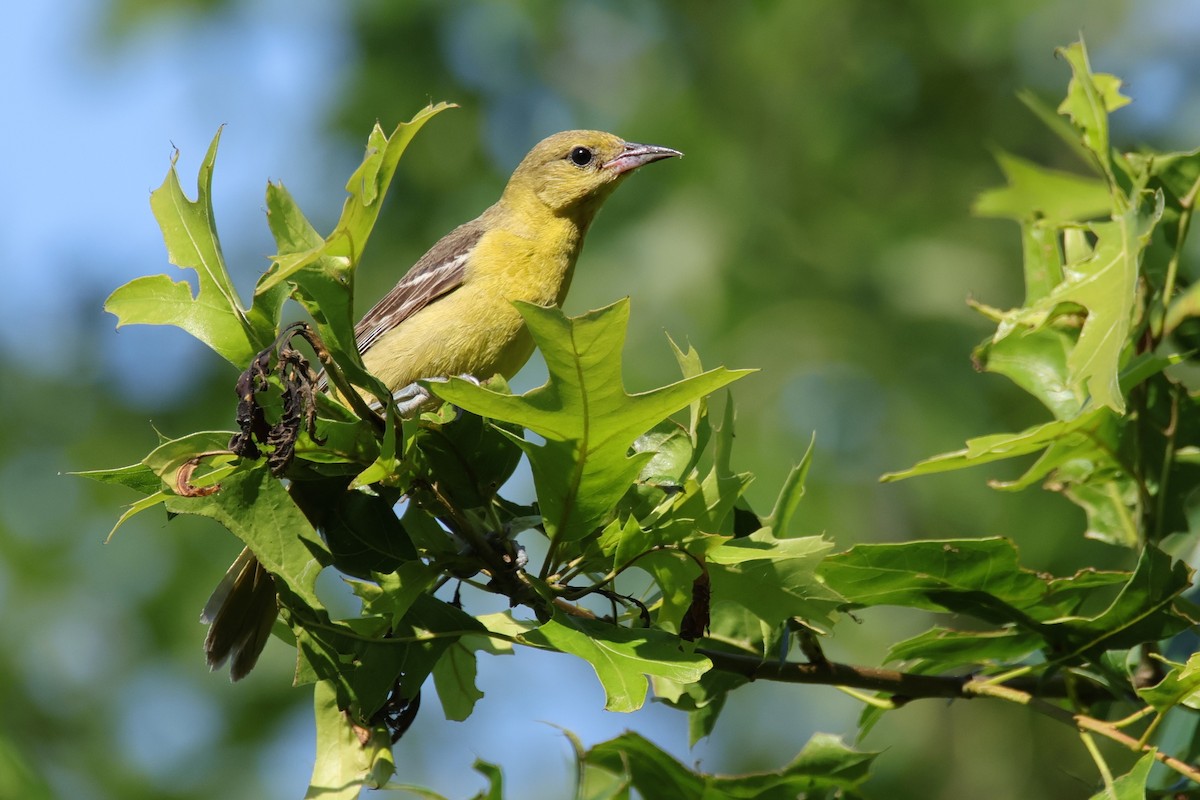 eBird Checklist - 7 Jul 2024 - Margaret Peak Nature Preserve - 25 species