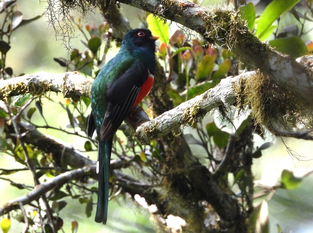 eBird Checklist - 14 Jun 2024 - Carpish Tunnel (Valqui D5.1) - 30 species