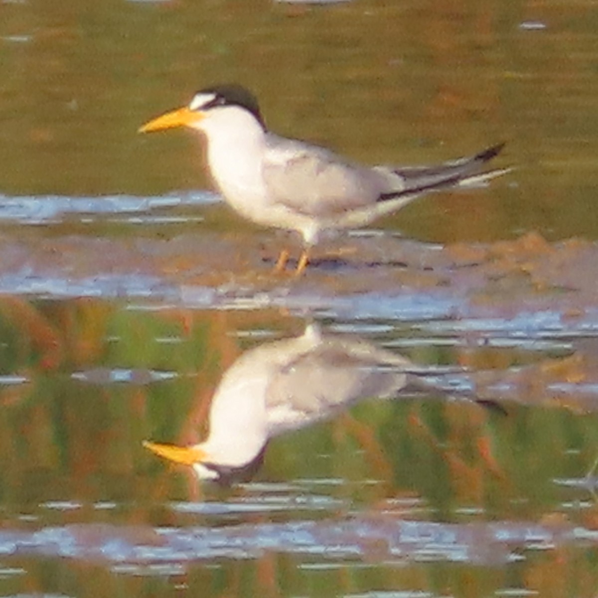 eBird Checklist - 8 Jul 2024 - Riparian Preserve at Gilbert Water Ranch ...