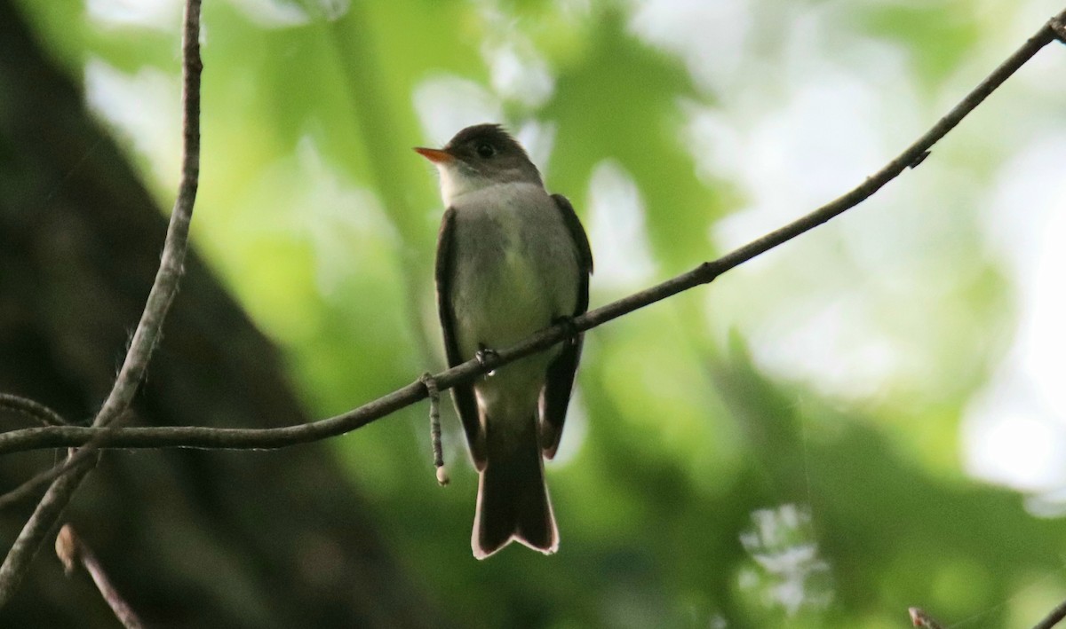 eBird Checklist - 4 Jun 2024 - Decatur Bike Trail--Westlawn Ave to ...
