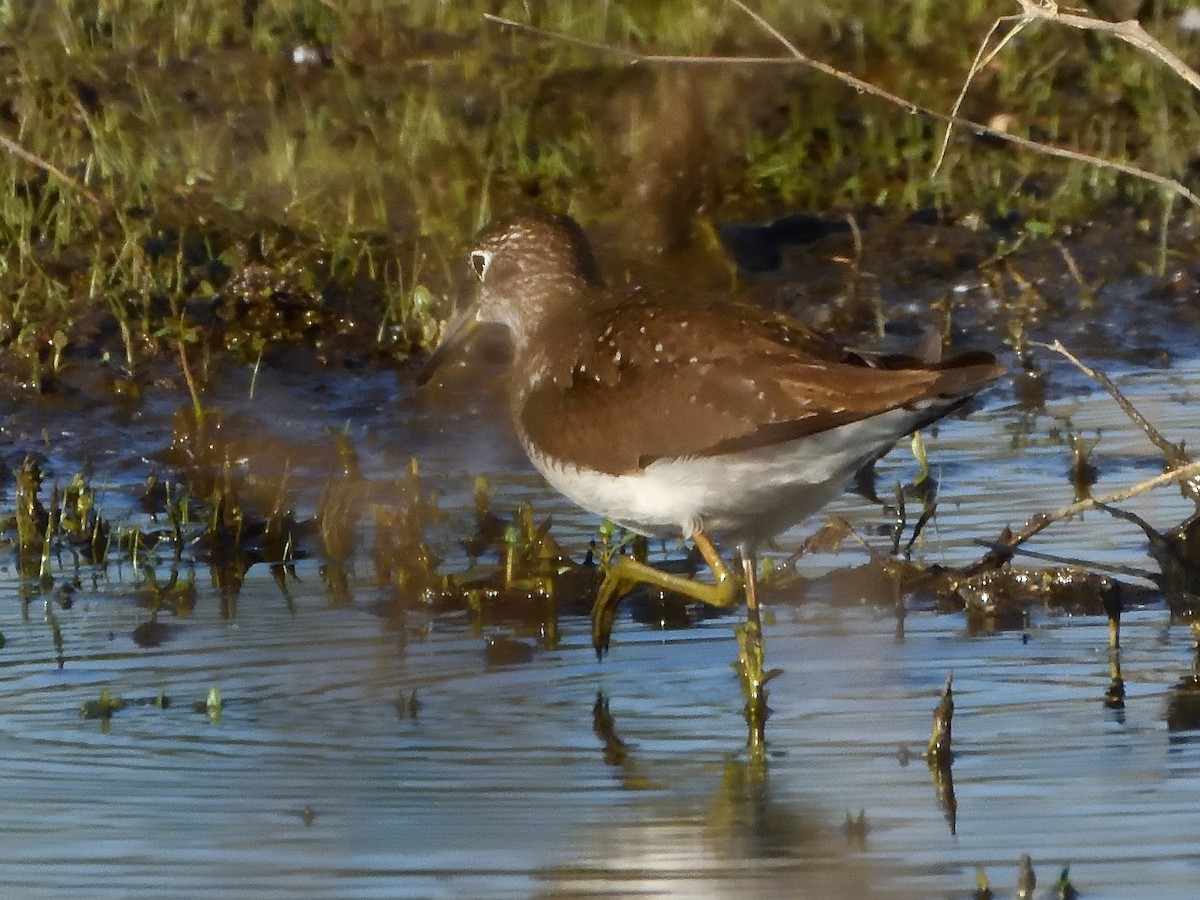 eBird Checklist - 8 Jul 2024 - Blacks Creek Bird Reserve - 35 species