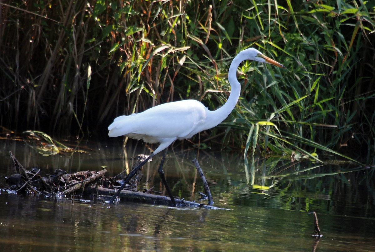 eBird Checklist - 8 Jul 2024 - Lake Roland - 48 species
