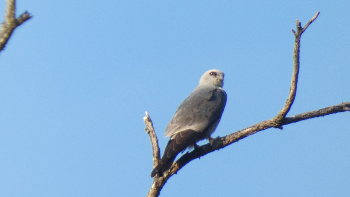 eBird Checklist - 8 Jul 2024 - Welsh Park, Rockville - 1 species