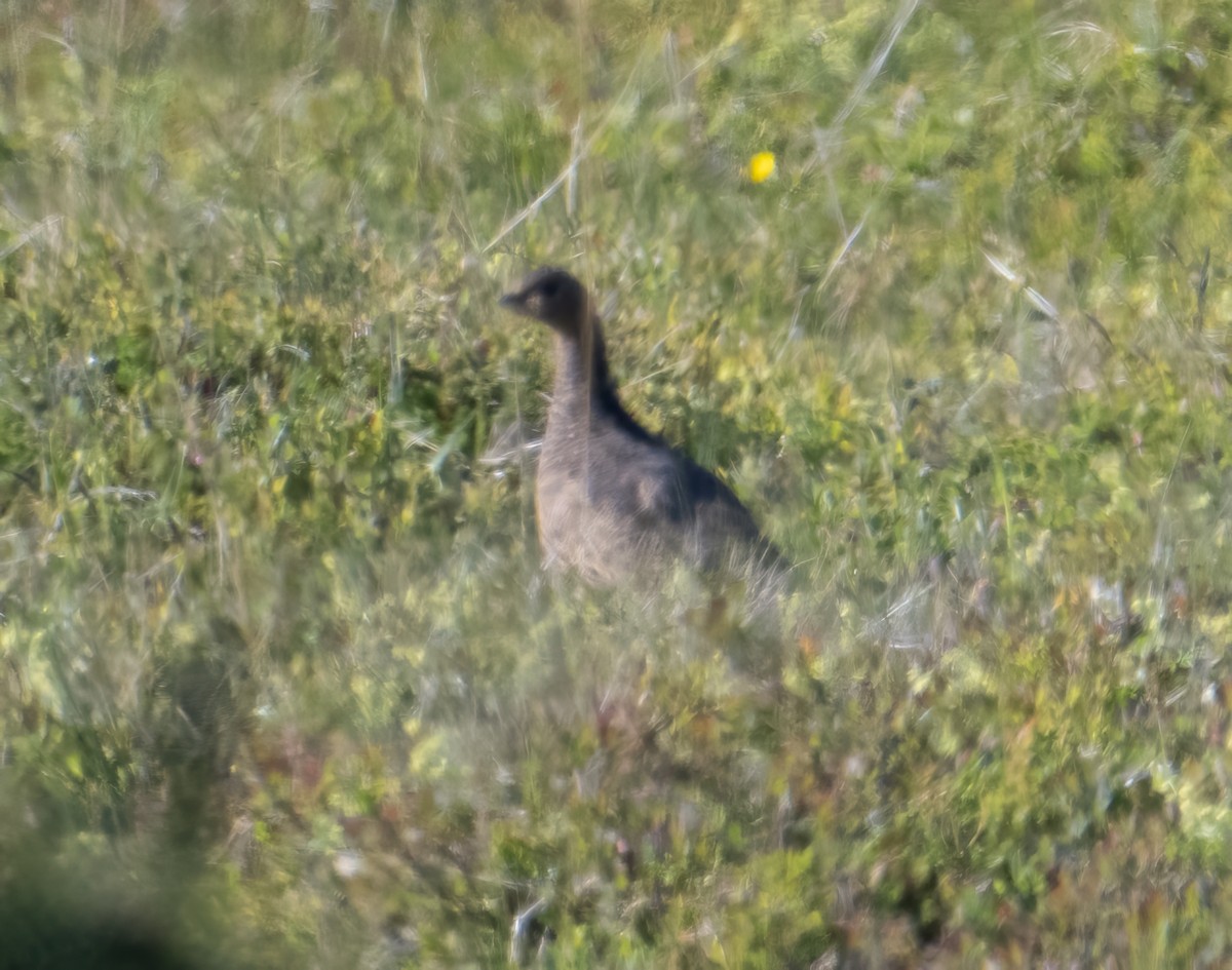 Pennsylvania Bird Atlas Checklist - 8 Jul 2024 - Hrísey - 22 species