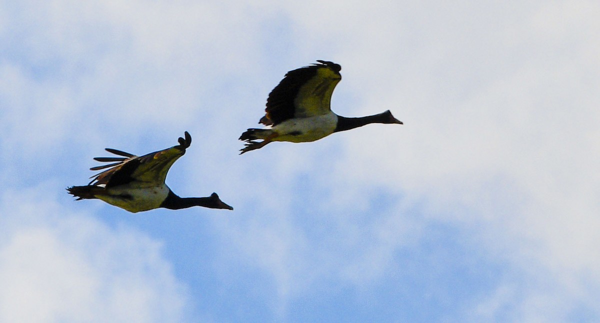 eBird Checklist - 5 Jul 2024 - Lake Galletly (University of Queensland ...