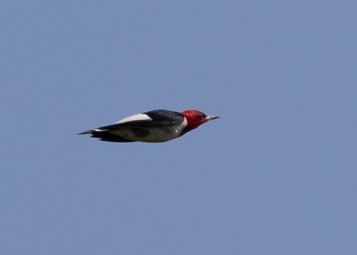eBird Checklist - 8 Jul 2024 - Sharon Mills Co. Park--north - 36 species