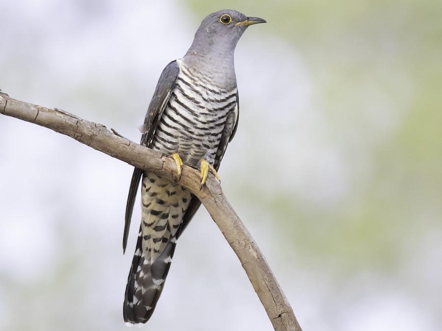 Oriental Cuckoo - eBird