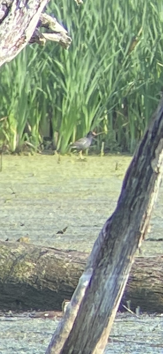eBird Checklist - 9 Jul 2024 - Raymond Reservation - 37 species