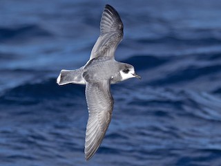 Blue Petrel - eBird