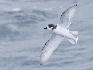 Blue Petrel - eBird