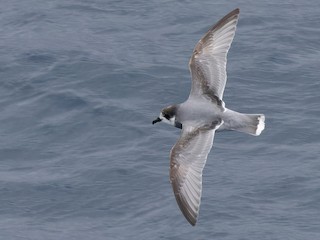 Blue Petrel - eBird