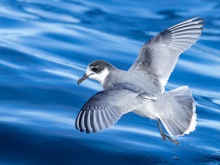 Blue Petrel - eBird