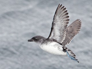 Common Diving-Petrel - eBird