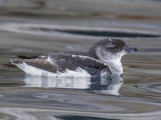 Common Diving-Petrel - eBird