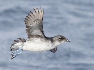 Common Diving-Petrel - eBird
