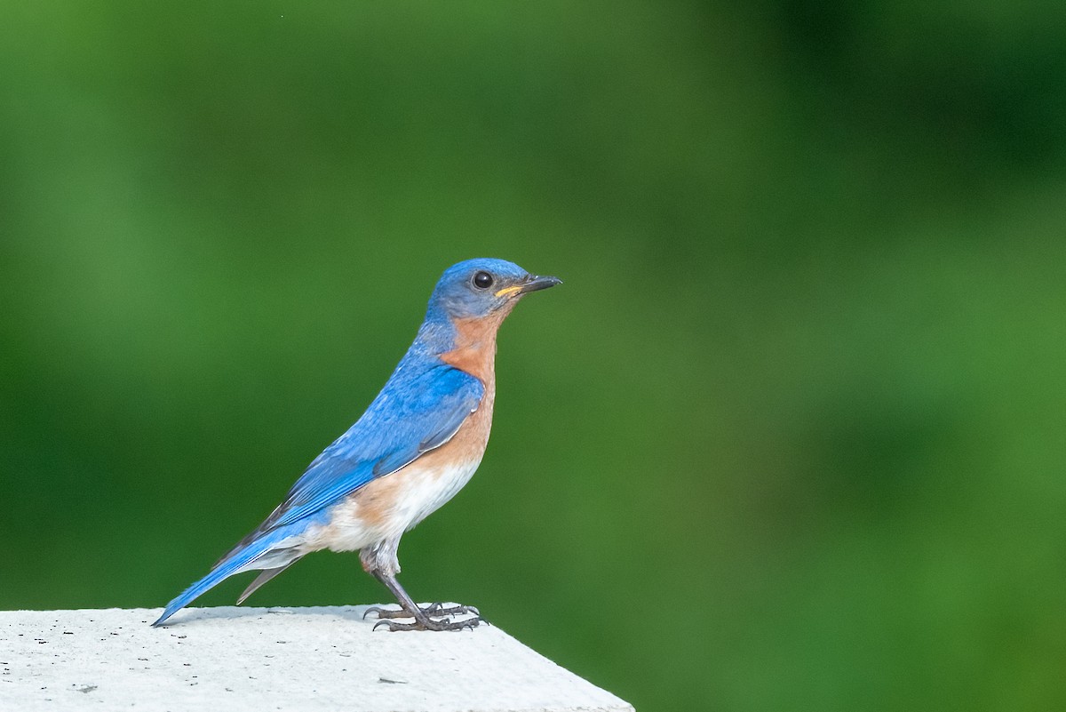 Pennsylvania Bird Atlas Checklist - 9 Jul 2024 - Bryn Coed Preserve (closed Thursdays) - 32 species