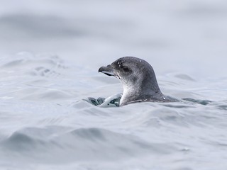 Common Diving-Petrel - eBird